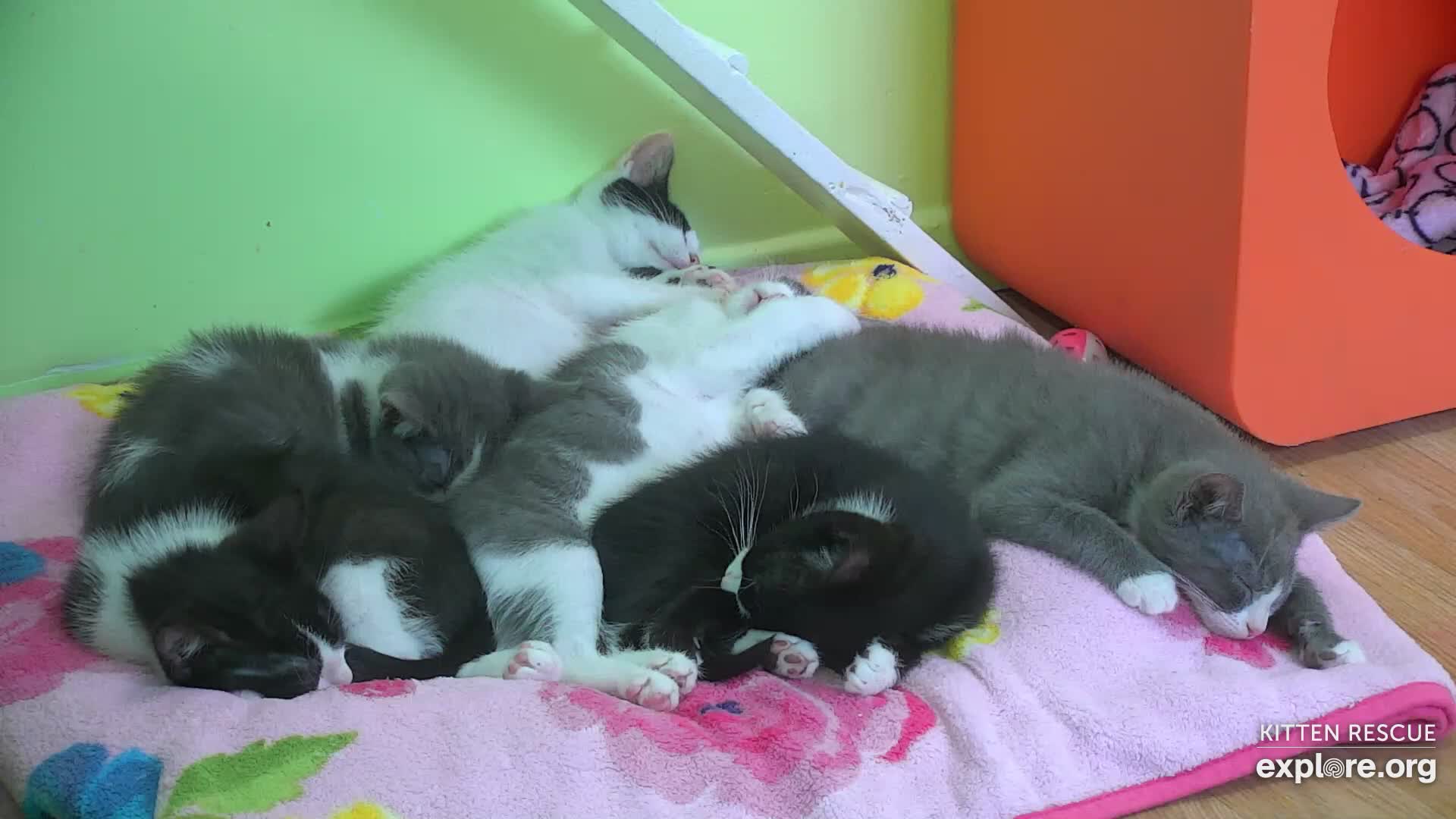 Kitten Rescue Sanctuary Snapshot taken by Erya2450 | Explore.org