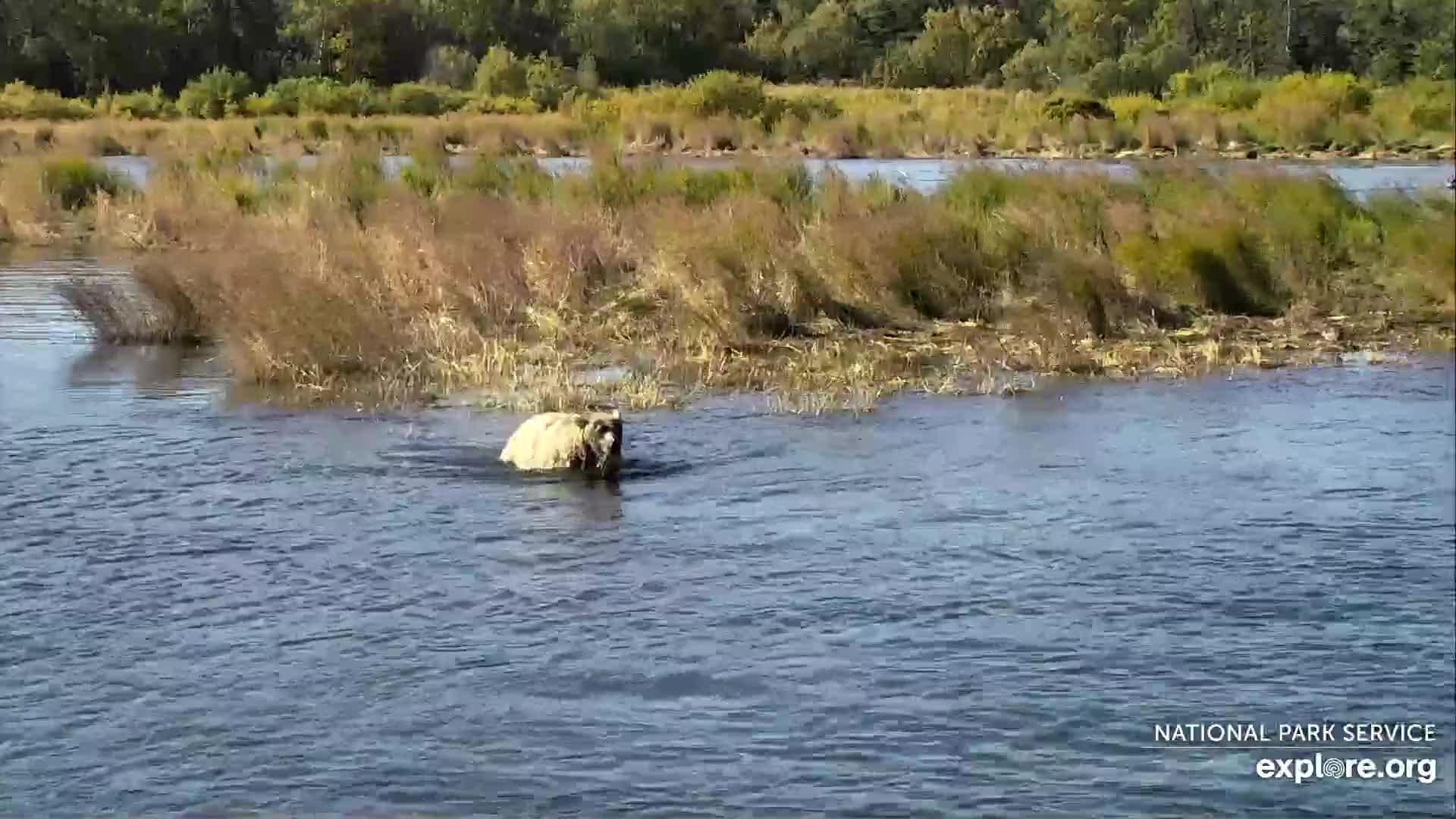 River Watch Bear Cam Snapshot taken by Jopaws | Explore.org