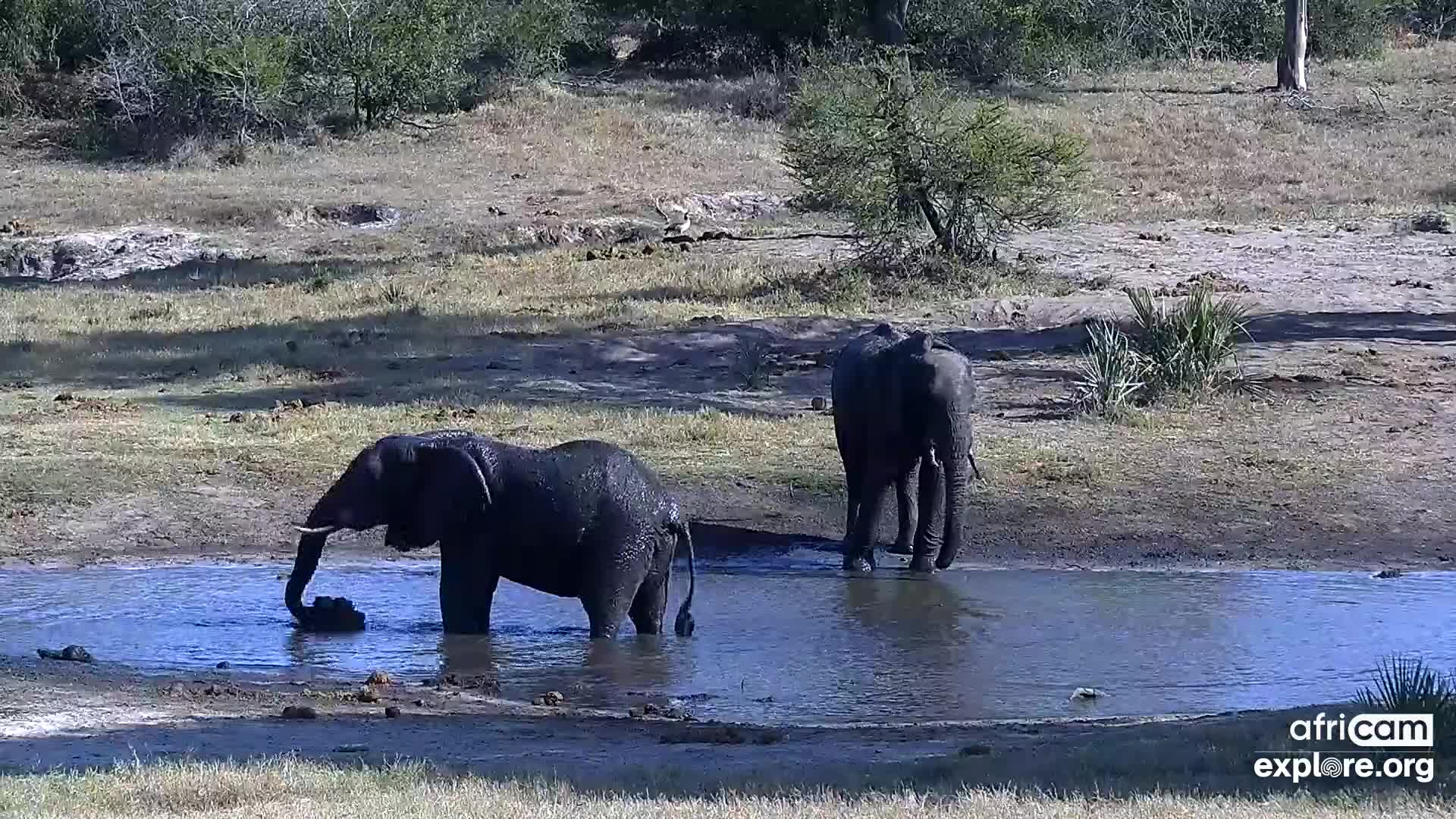 Tembe Elephant Park Snapshot taken by MsTea | Explore.org