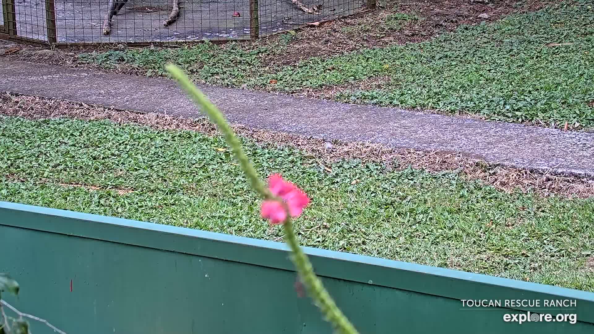 Sloth TV Playground Cam Snapshot taken by CamOp Pandafan-north ...