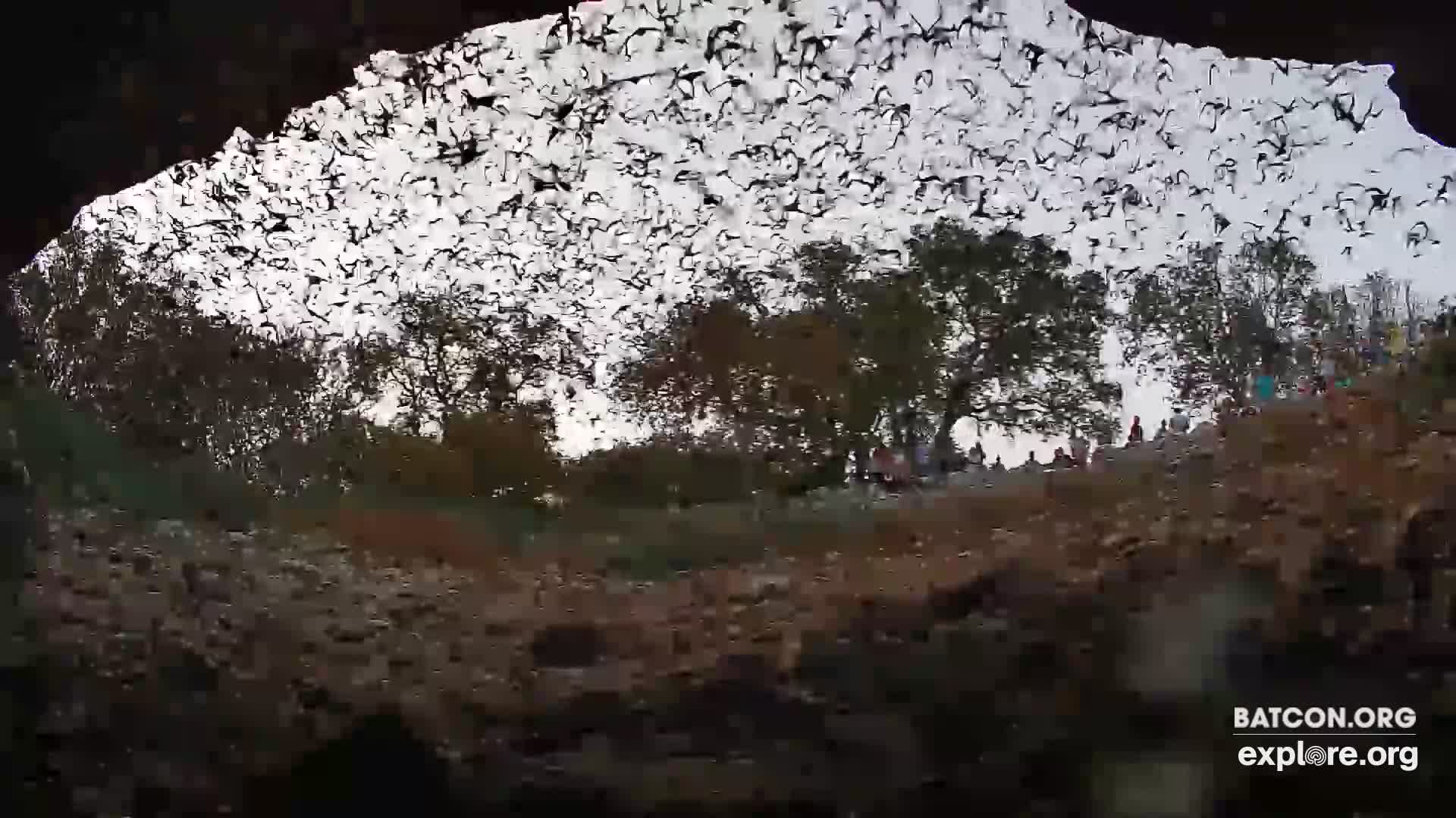 Inside Bracken Bat Cave Snapshot taken by Carol Iwanski | Explore.org