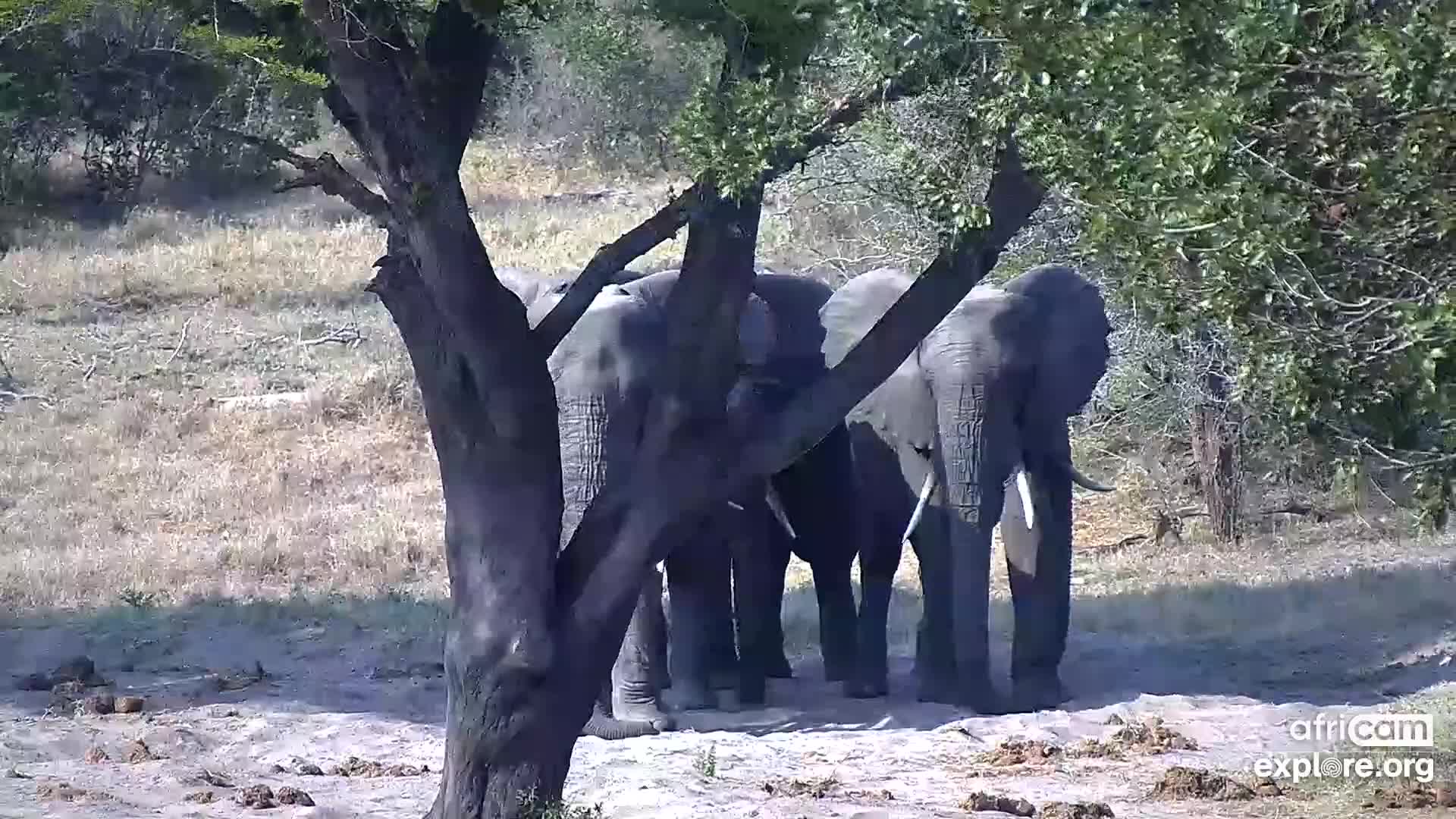 Tembe Elephant Park Snapshot taken by Stone | Explore.org