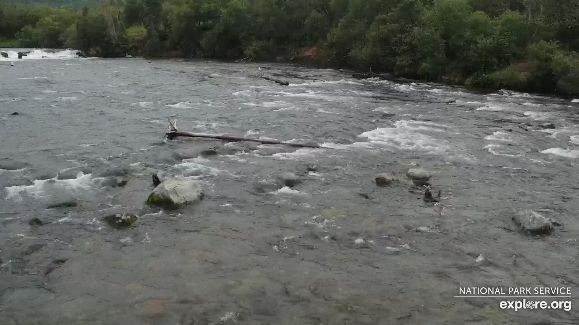 The Riffles Bear Cam Snapshot taken by BearLover56 | Explore.org