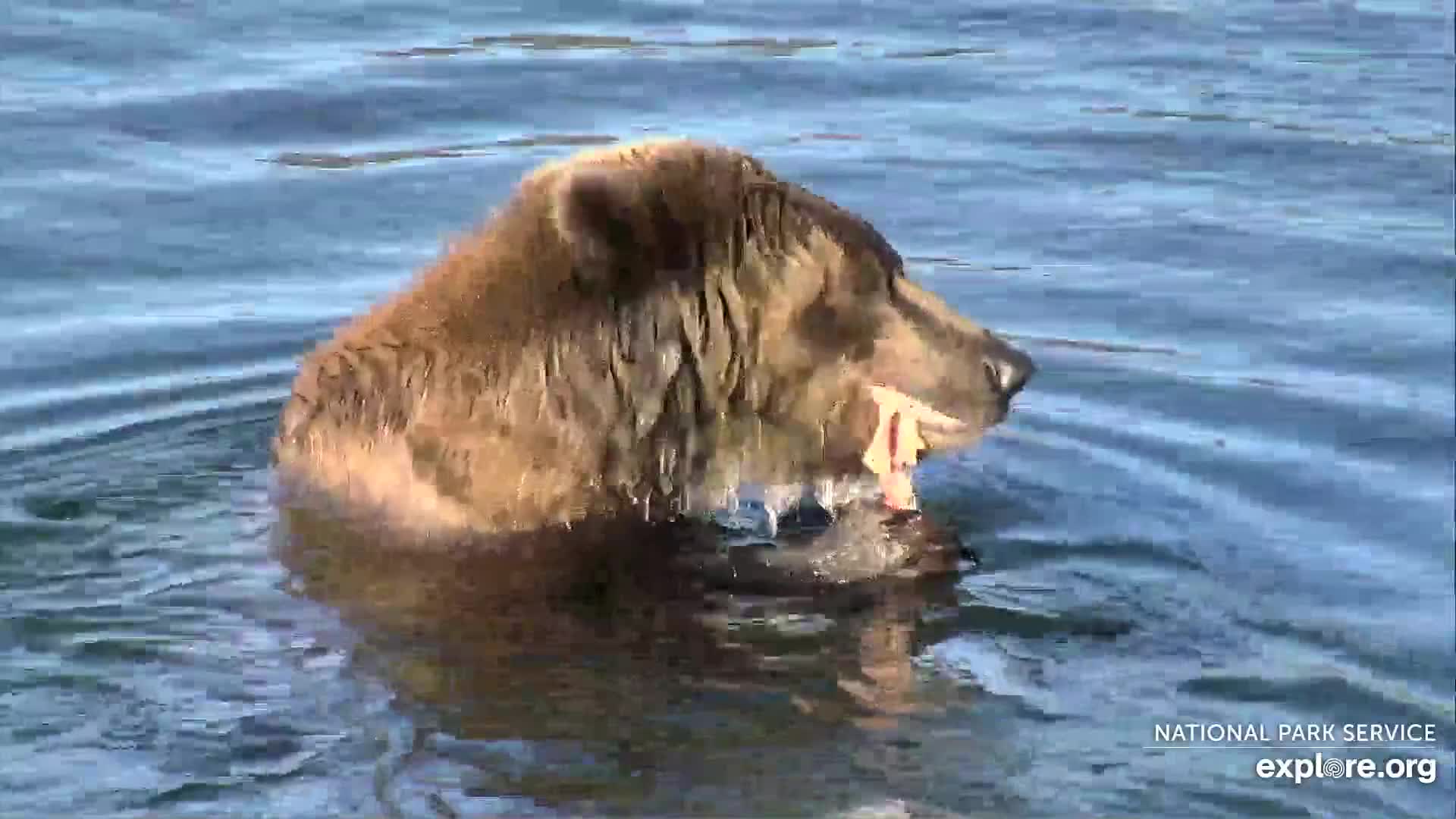 River Watch Bear Cam Snapshot taken by Jopaws | Explore.org