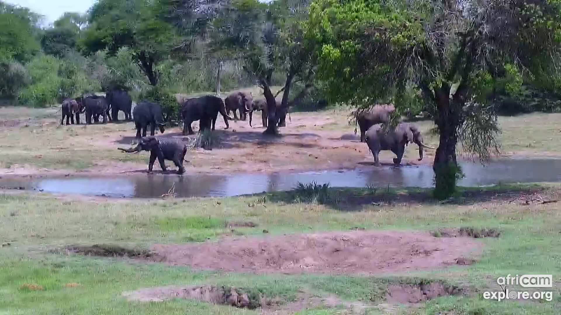 Tembe Elephant Park Snapshot taken by Stone | Explore.org