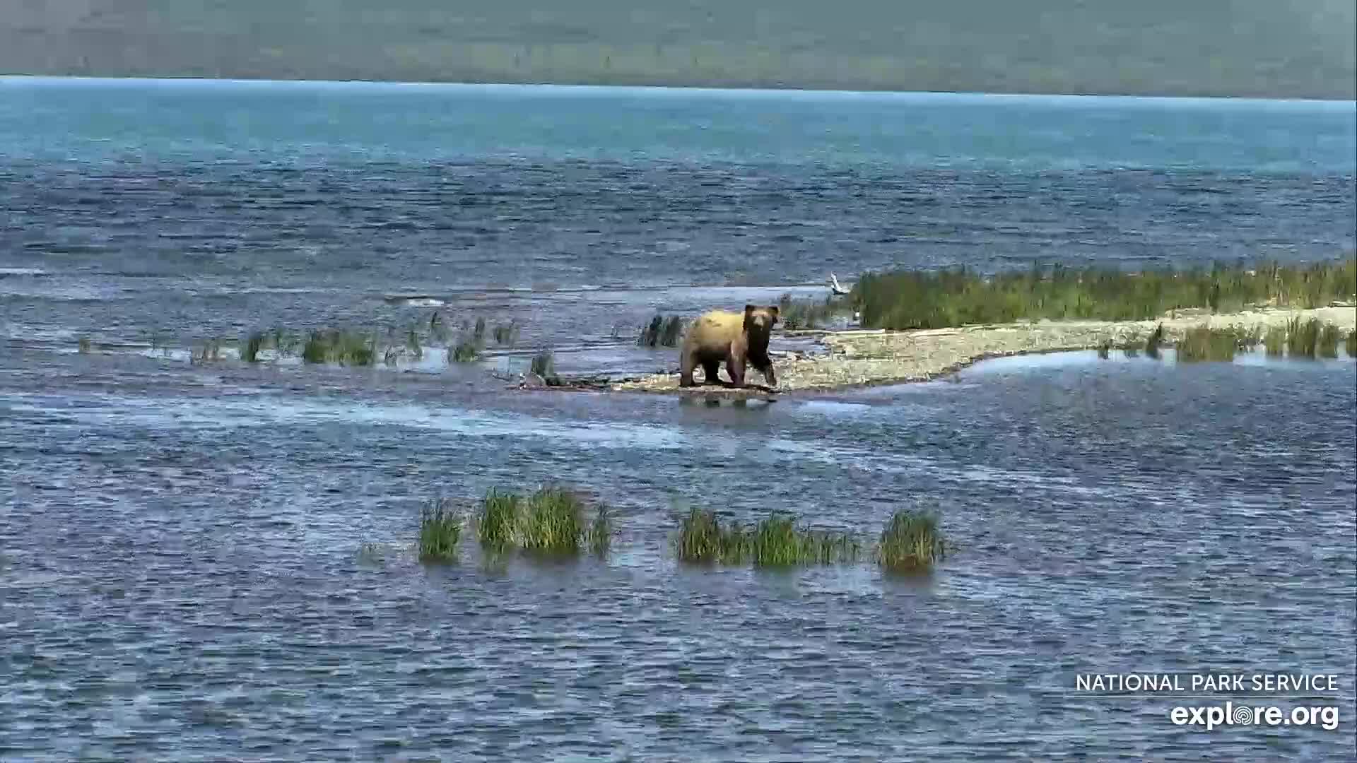 Kat's River View Snapshot taken by WinterchillsCO | Explore.org