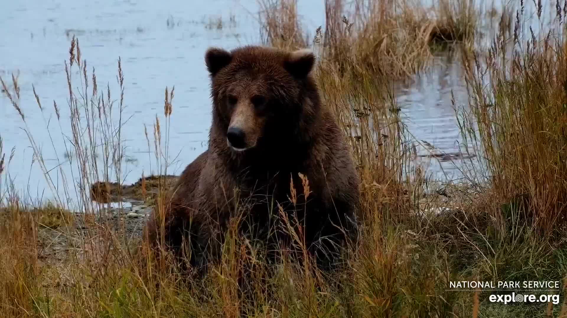 Kat's River View Snapshot taken by RuinedbyReading | Explore.org