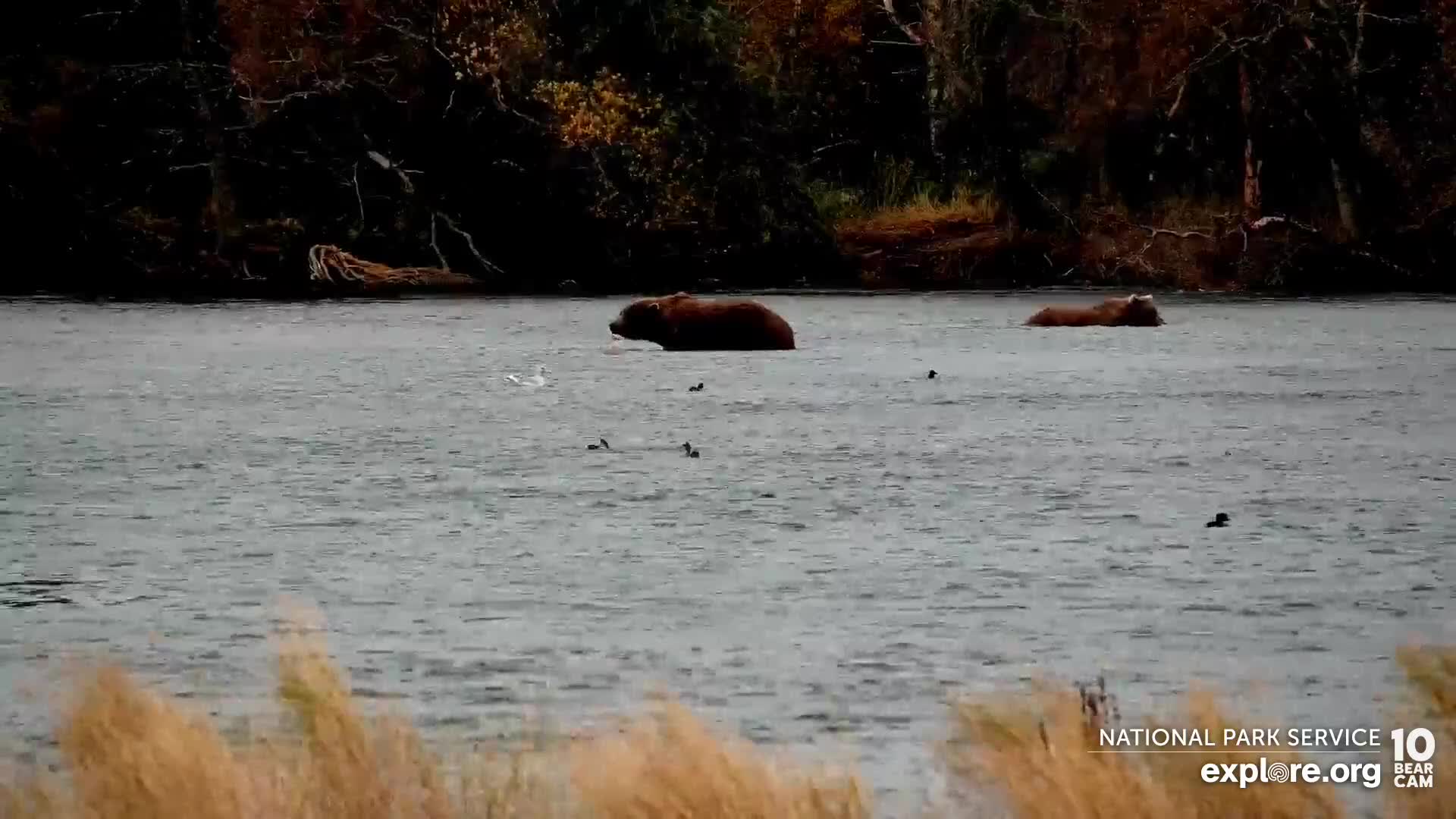 River Watch Bear Cam Snapshot taken by Corisande | Explore.org