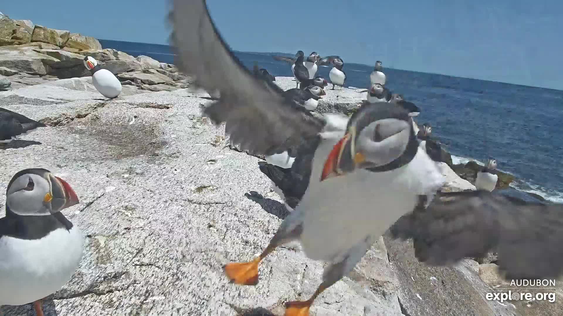 Puffin Loafing Ledge Snapshot taken by Critterlady | Explore.org