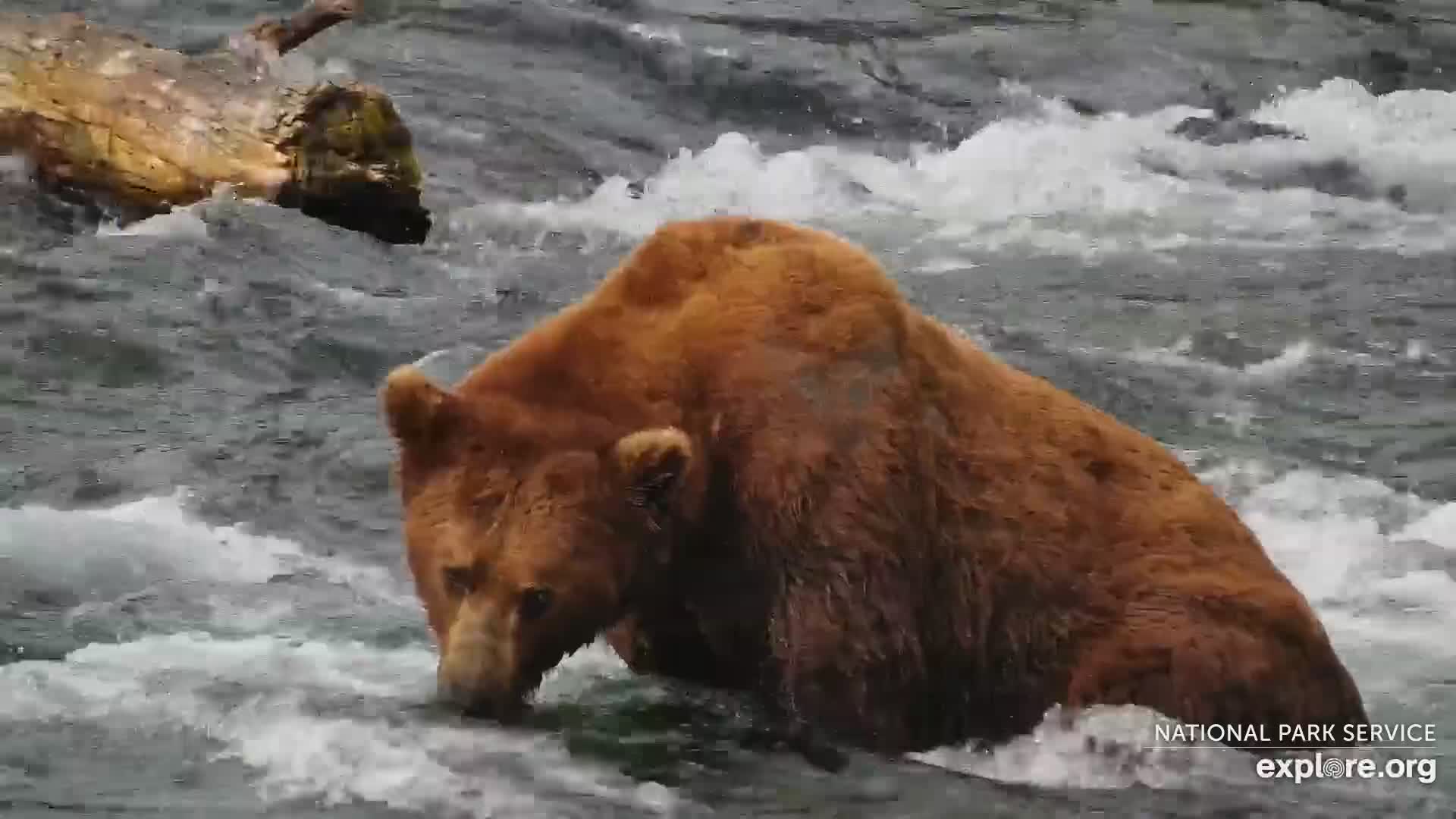 The Riffles Bear Cam Snapshot taken by | Explore.org