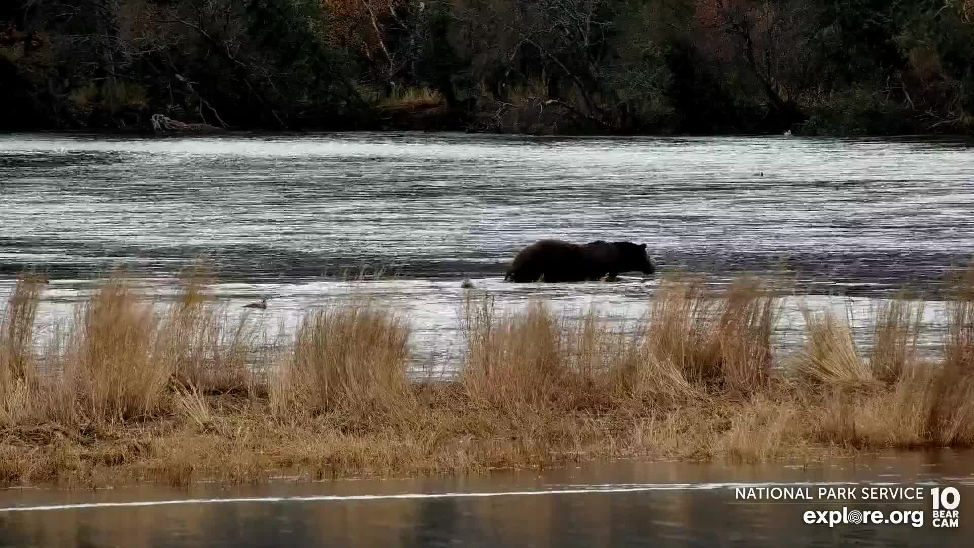 River Watch Bear Cam Snapshot taken by Blair-55 | Explore.org