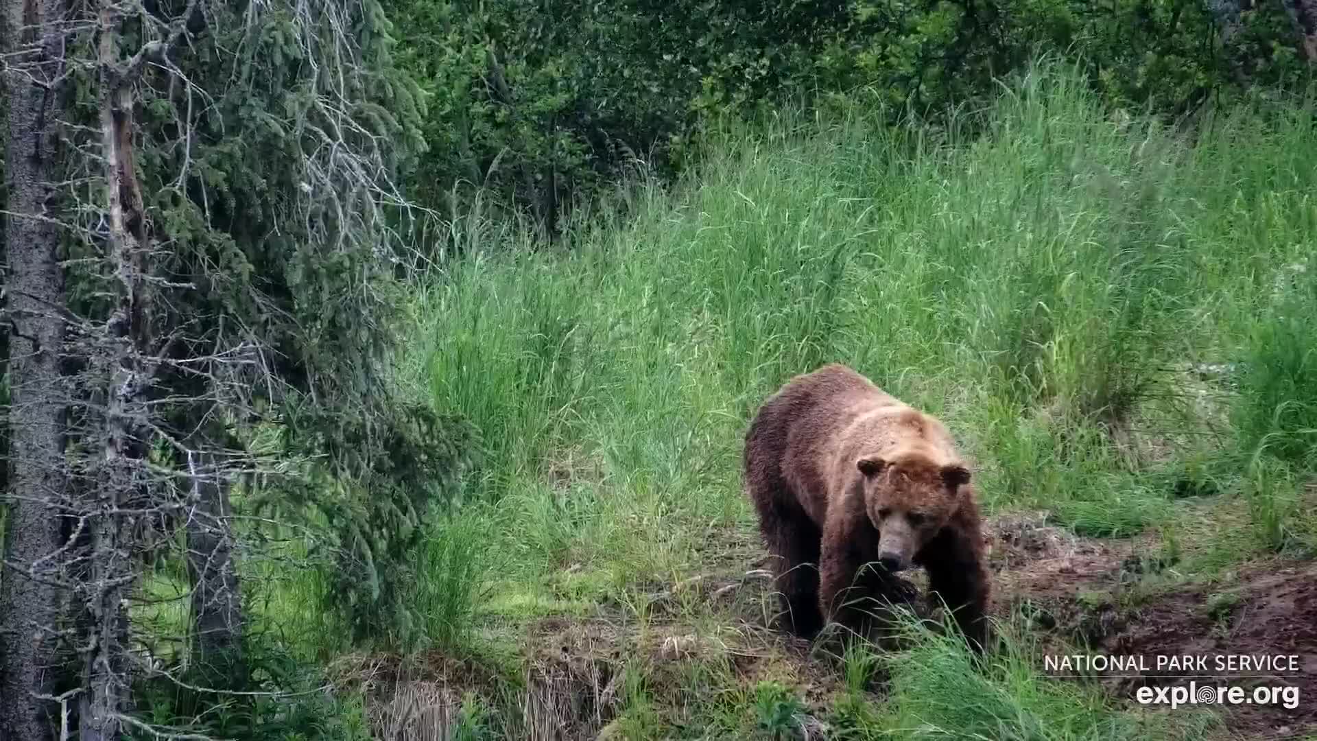 Disqus - Live Bear Cam in Alaska - River Watch, Katmai National Park ...