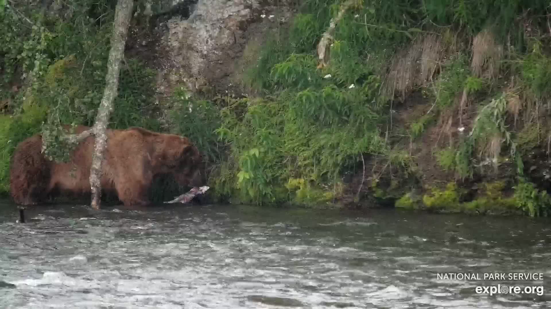 Disqus - Live Bear Cam in Alaska - River Watch, Katmai National Park ...