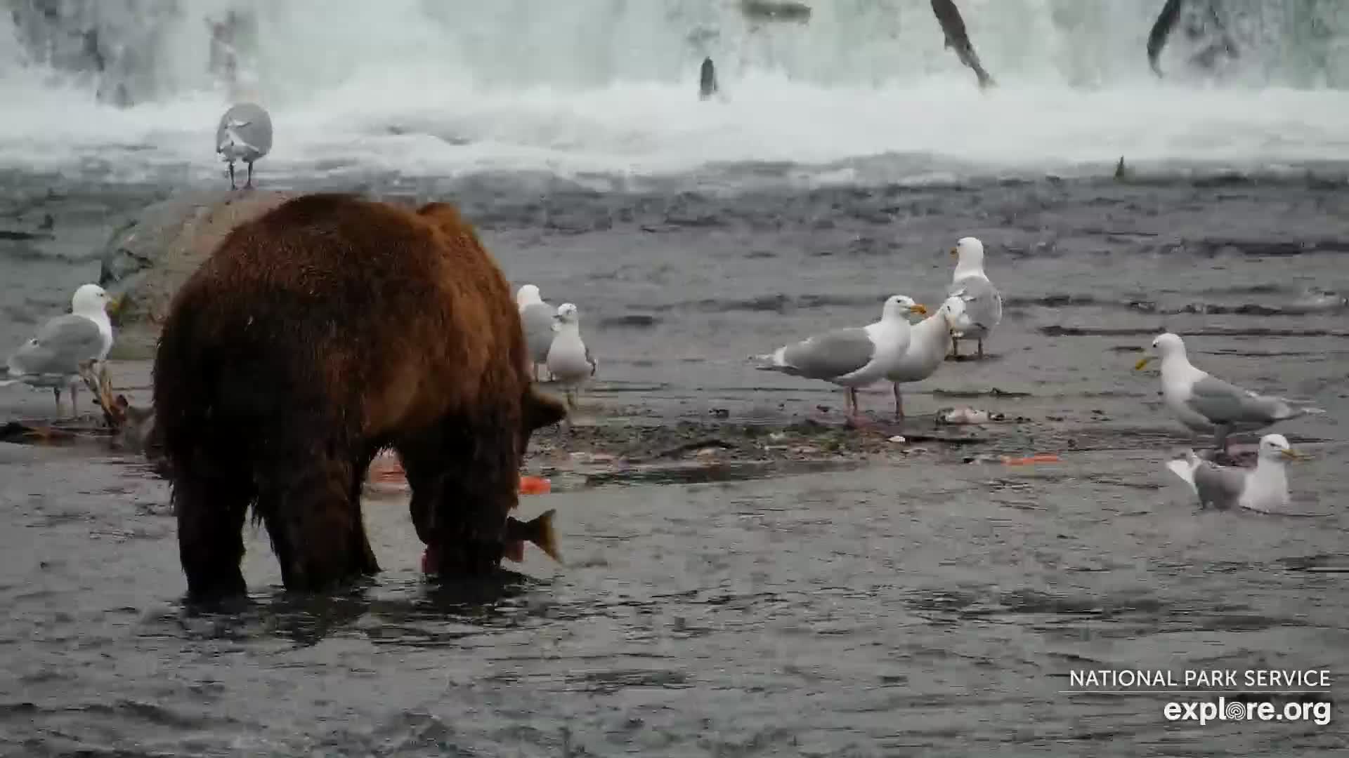 Disqus - Live Bear Cam in Alaska - River Watch, Katmai National Park ...