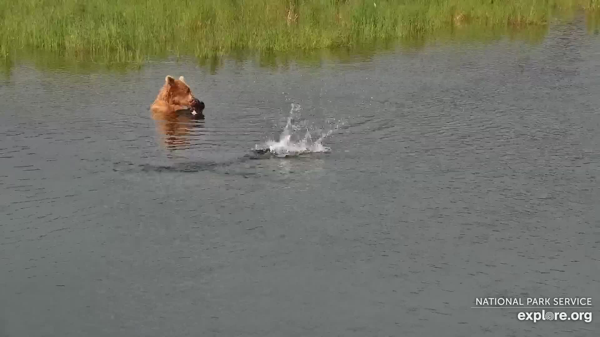 Disqus - Live Bear Cam in Alaska - River Watch, Katmai National Park ...