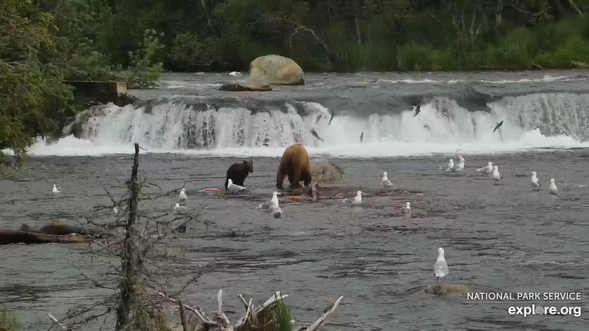 Disqus - Live Bear Cam in Alaska - River Watch, Katmai National Park ...