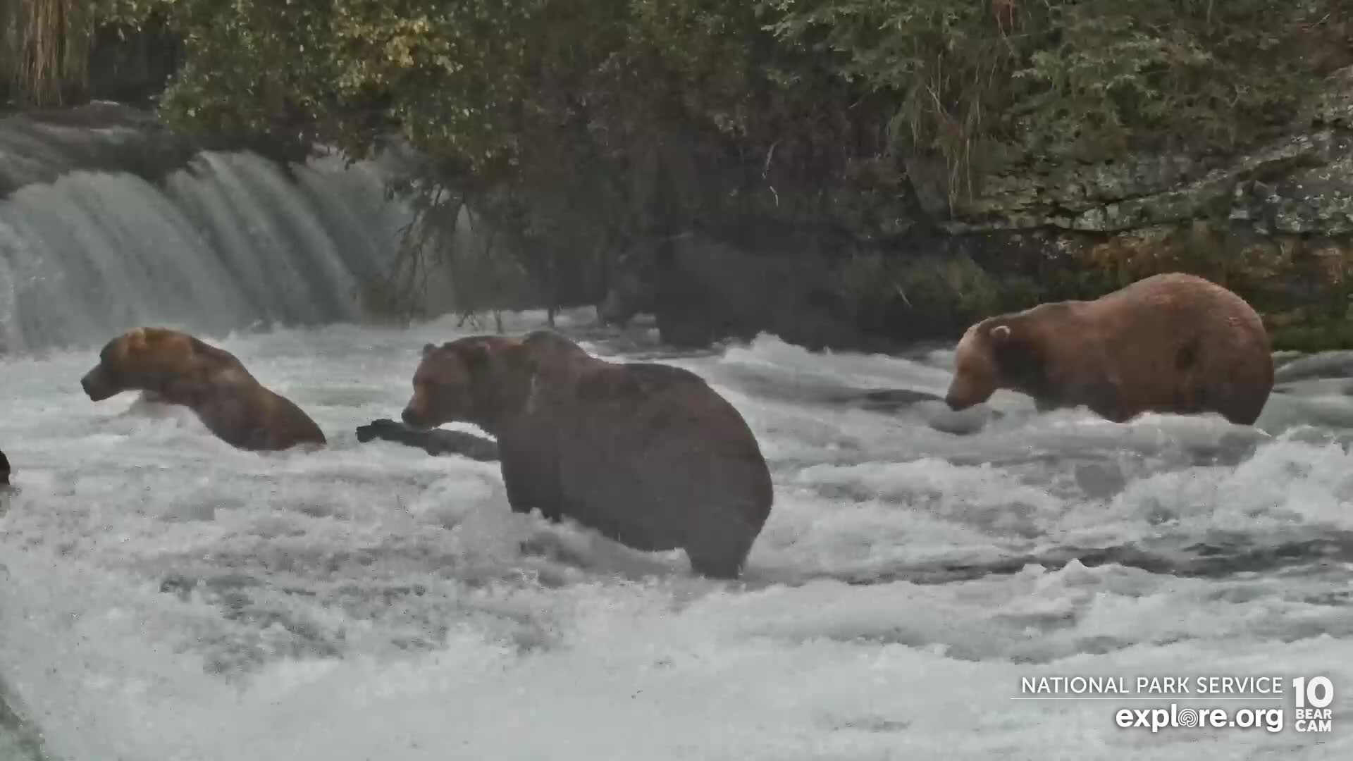 Brooks Falls Brown Bears Snapshot taken by CamOp Snow | Explore.org