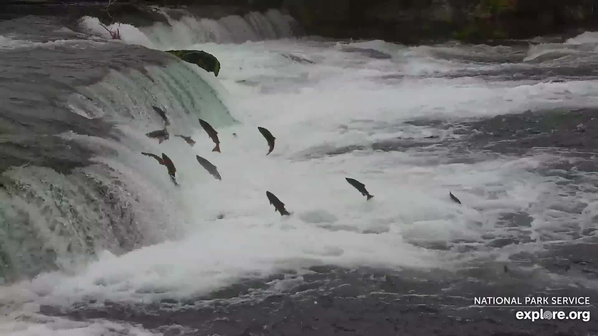 Disqus - Live Bear Cam in Alaska - River Watch, Katmai National Park ...