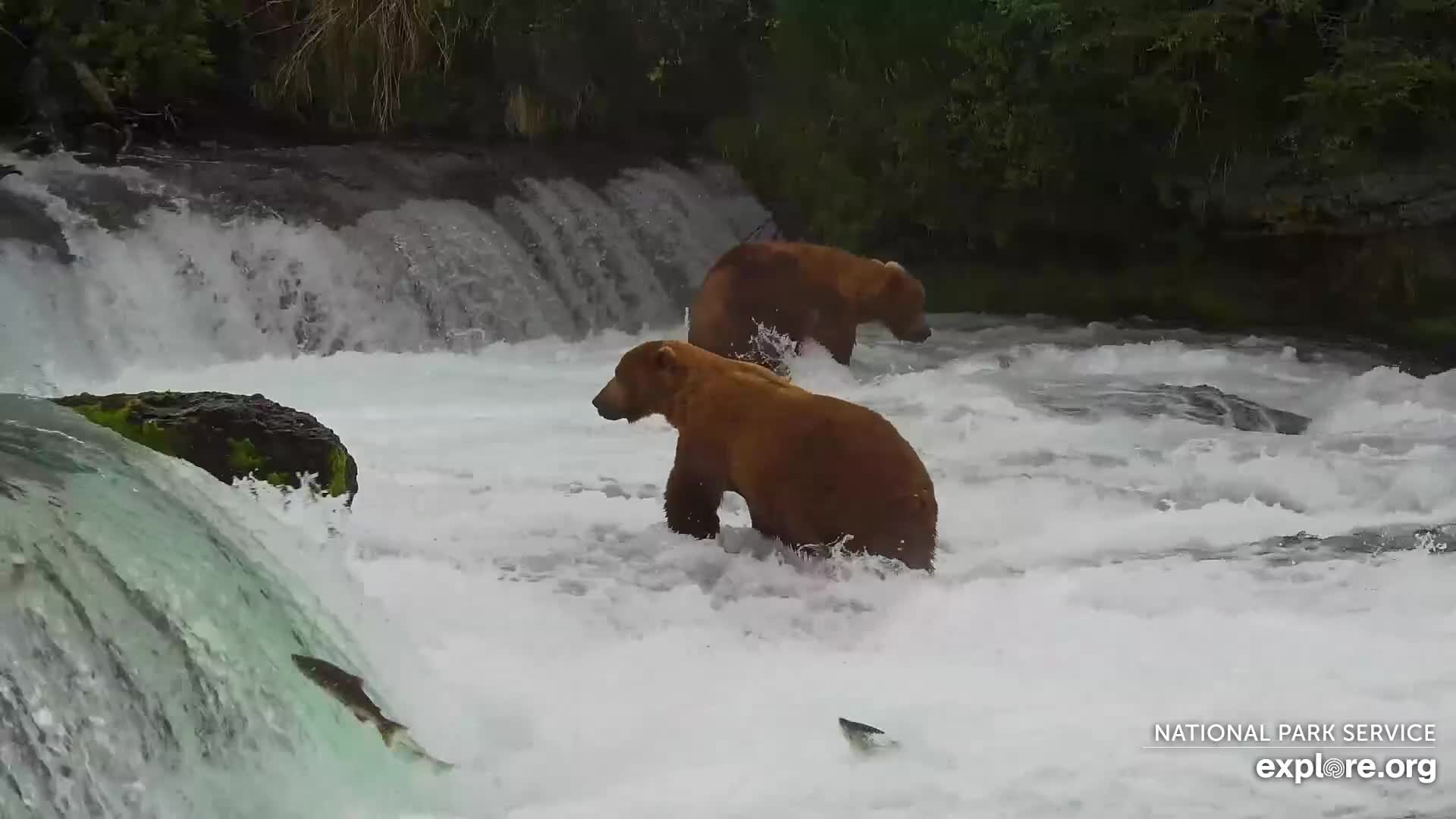 Disqus - Live Bear Cam in Alaska - River Watch, Katmai National Park ...