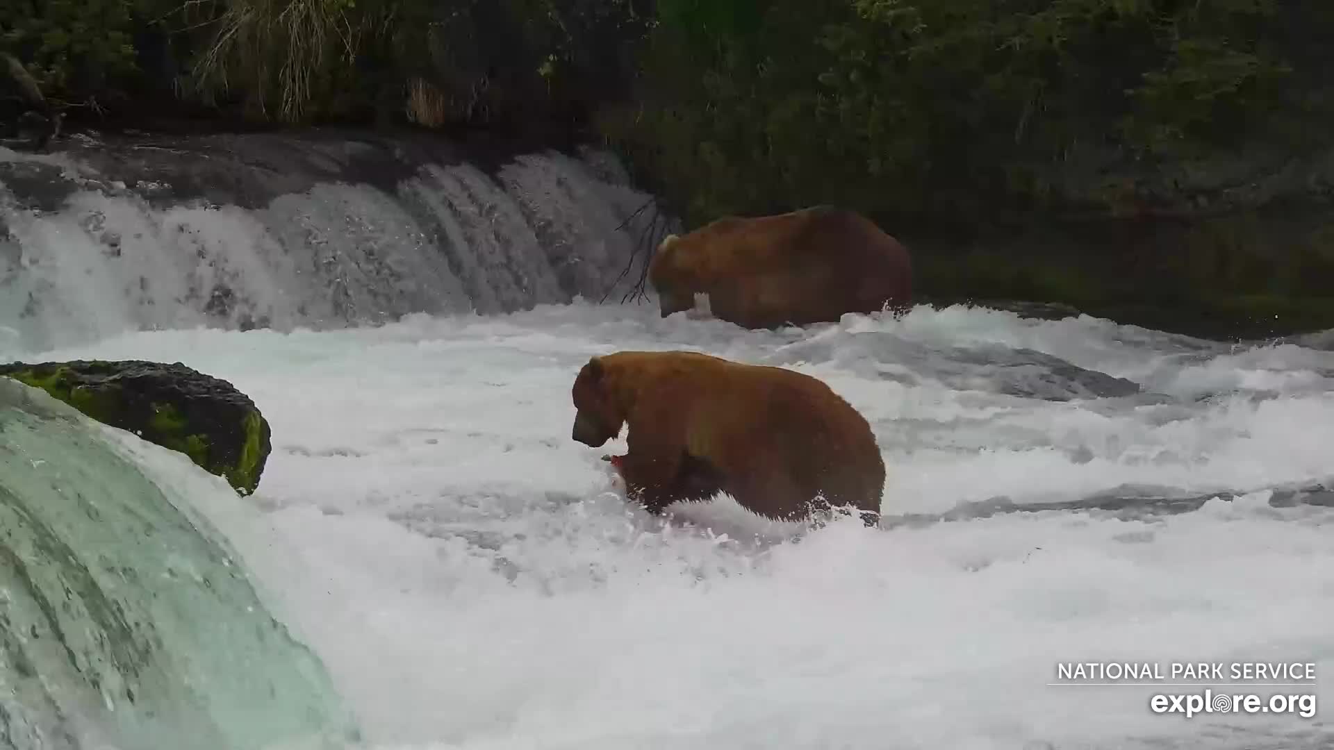 Disqus - Live Bear Cam in Alaska - River Watch, Katmai National Park ...