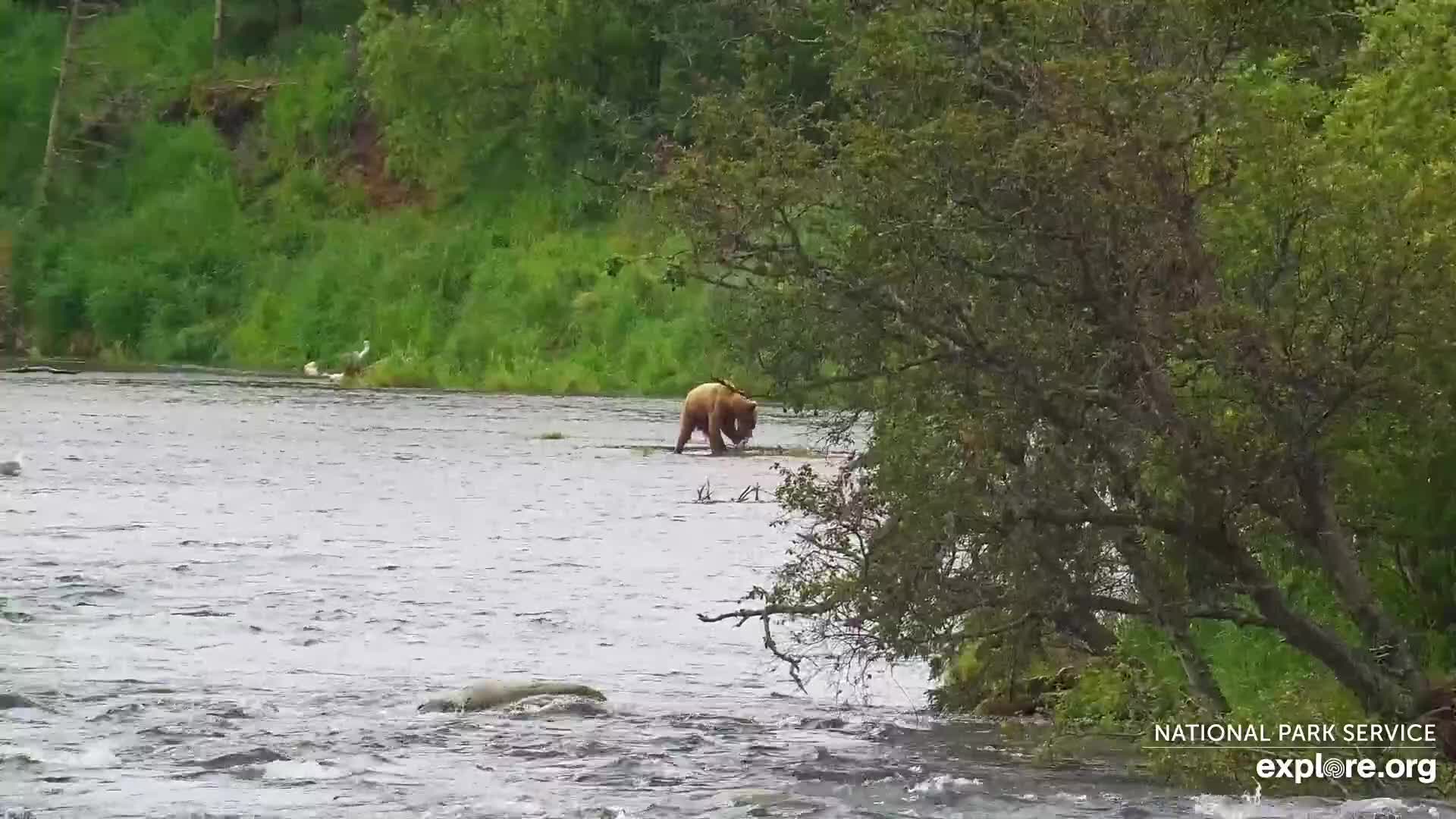 Disqus Live Bear Cam In Alaska River Watch Katmai National Park