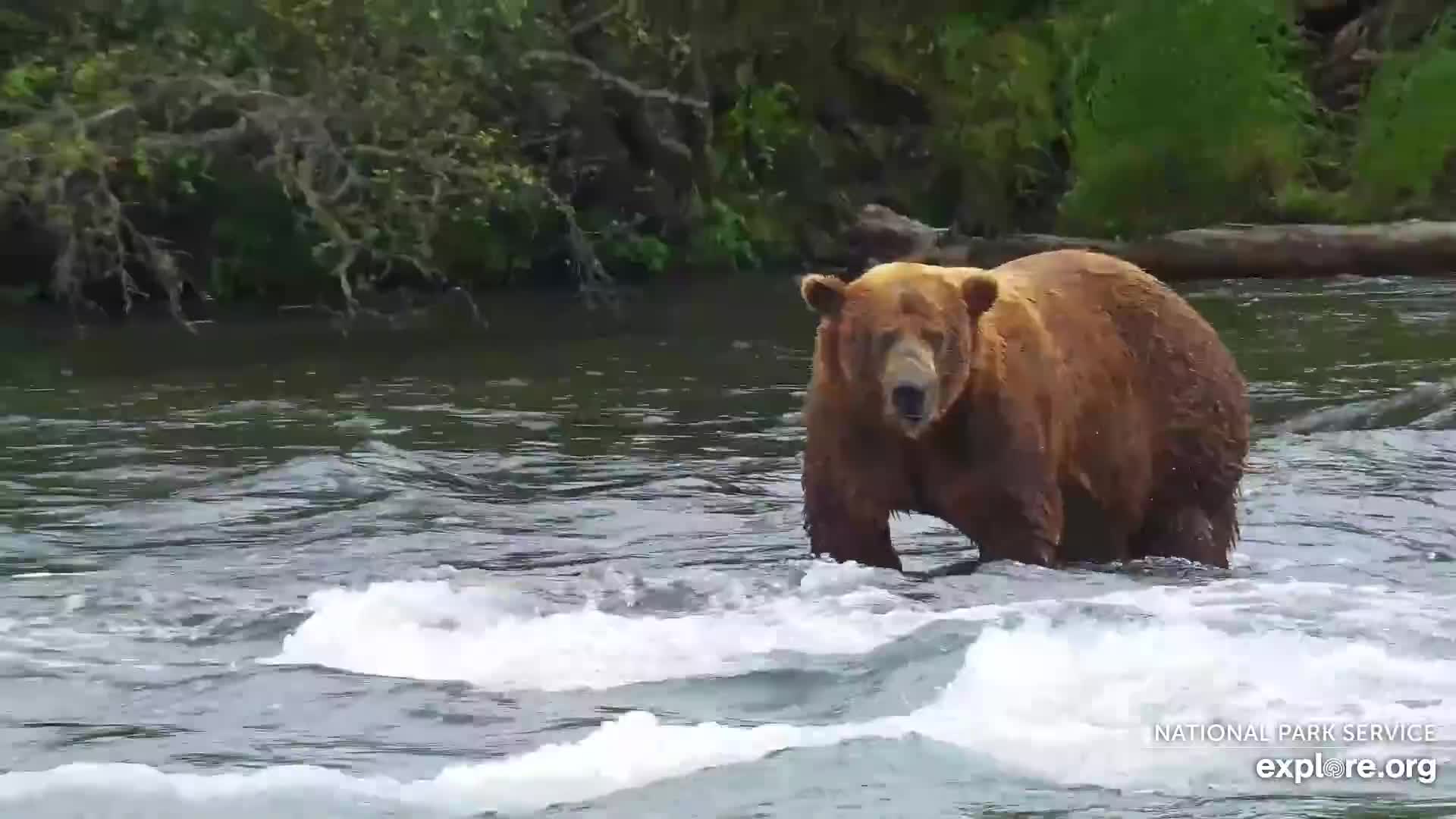 Disqus - Live Bear Cam in Alaska - River Watch, Katmai National Park ...