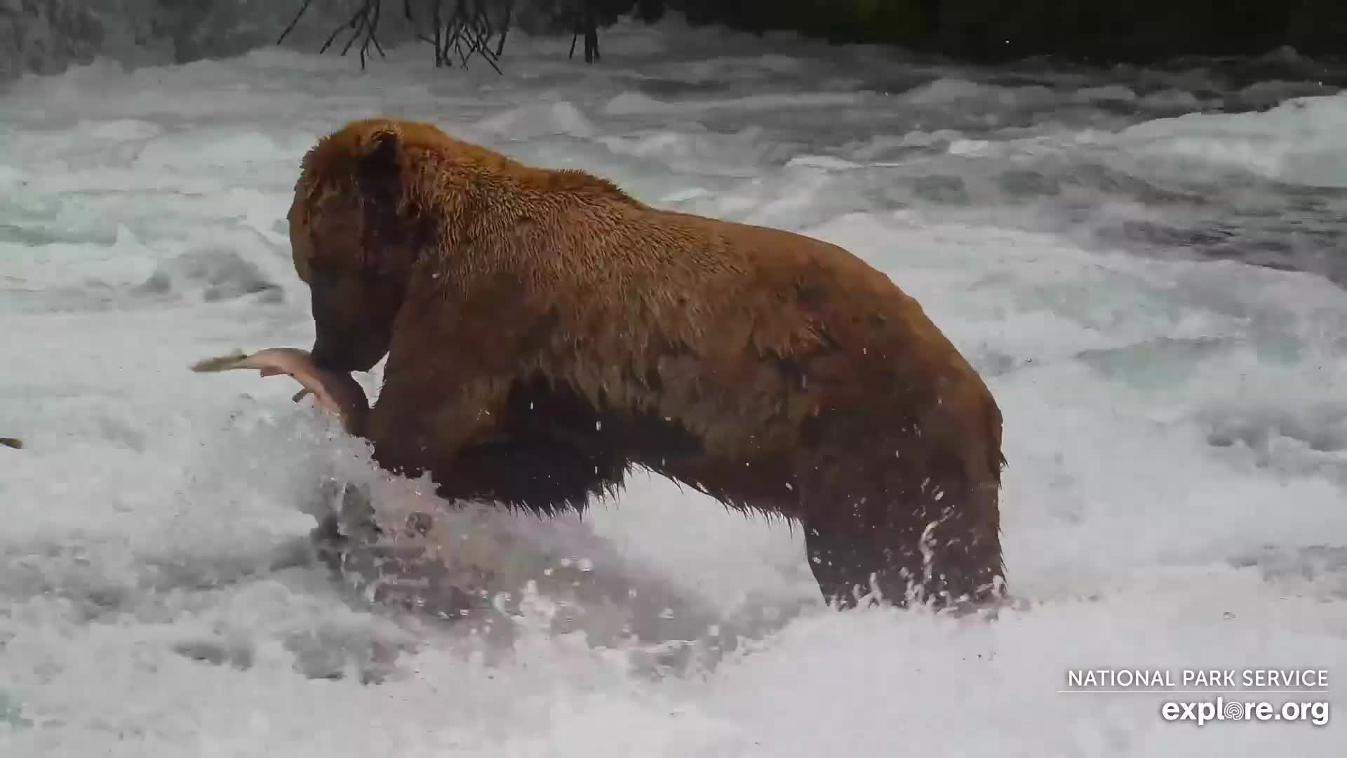 Disqus - Live Bear Cam in Alaska - River Watch, Katmai National Park ...