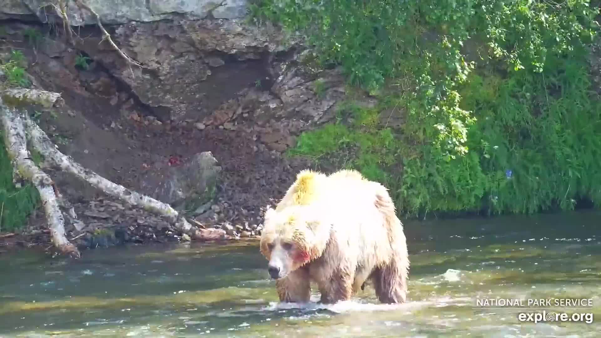 Disqus - Live Bear Cam in Alaska - River Watch, Katmai National Park ...