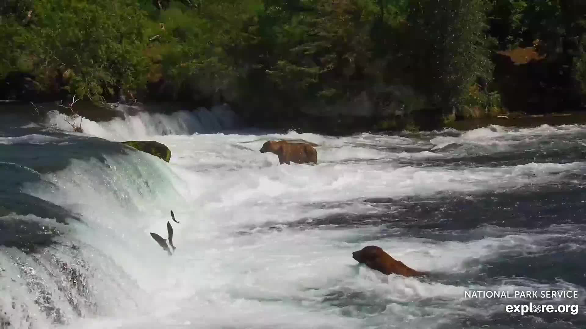 Disqus Live Bear Cam In Alaska River Watch Katmai National Park