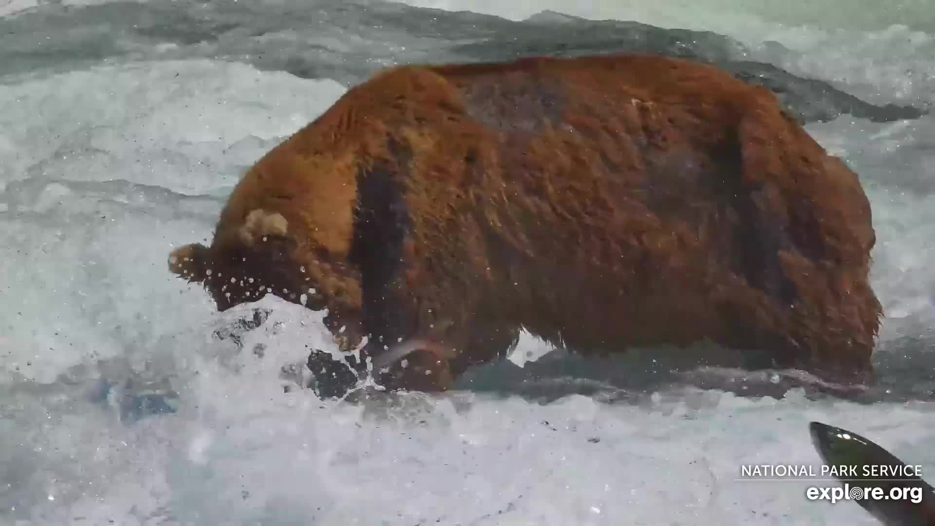 Disqus - Live Bear Cam in Alaska - River Watch, Katmai National Park ...