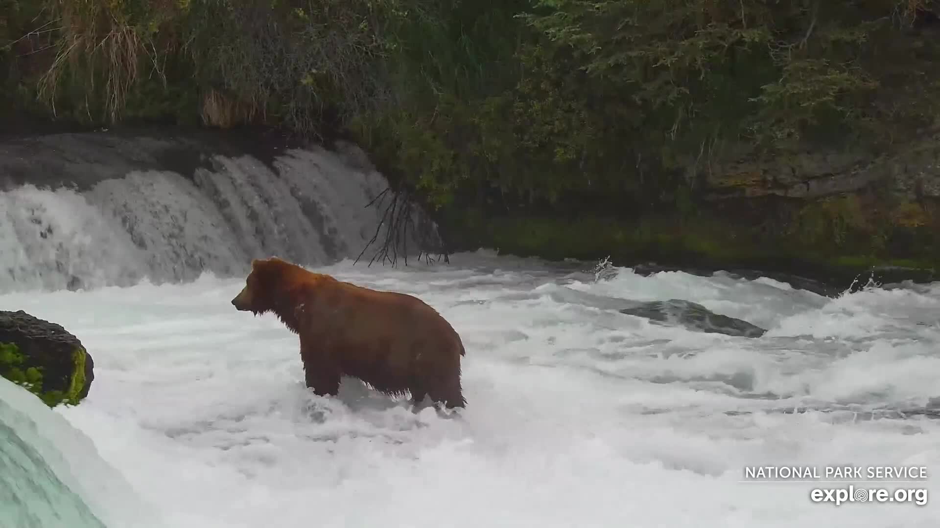 Disqus - Live Bear Cam in Alaska - River Watch, Katmai National Park ...
