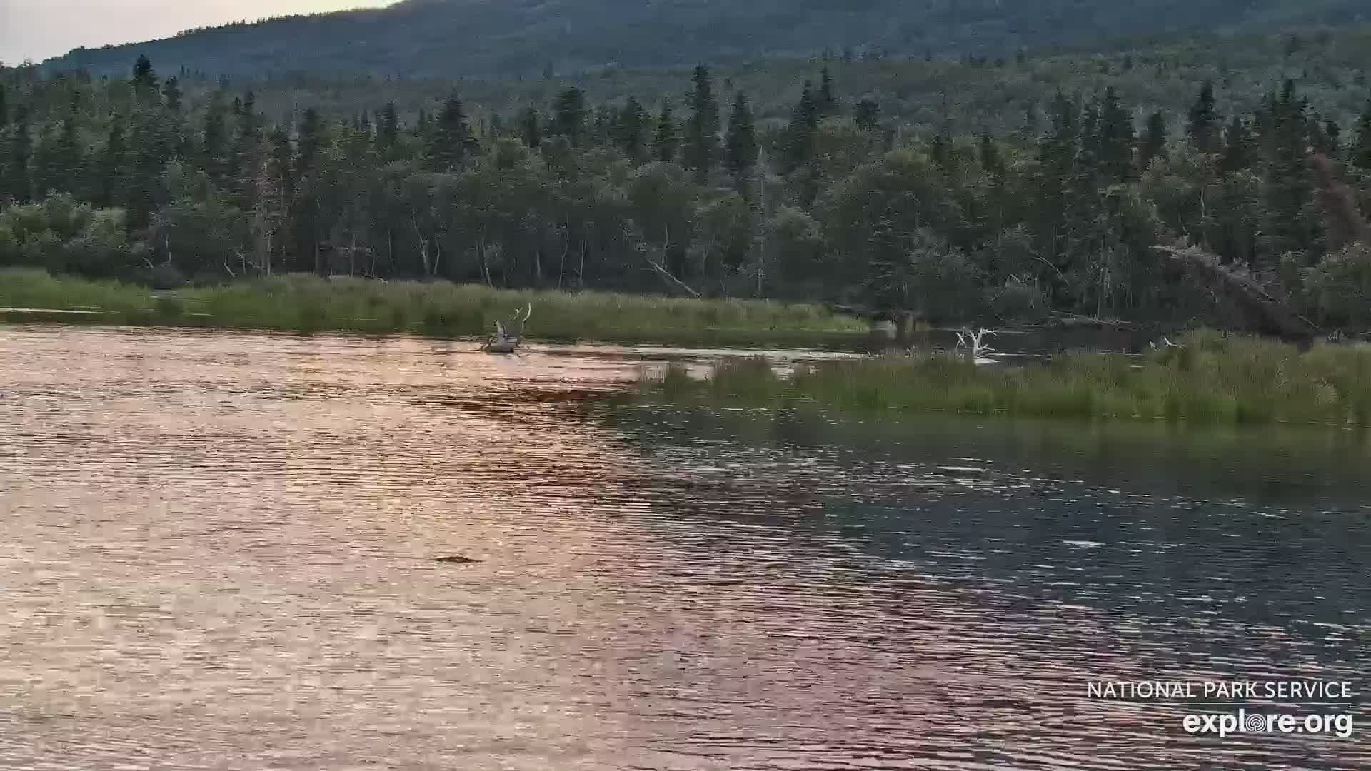 River Watch Bear Cam Snapshot taken by Bearoplane_747 | Explore.org