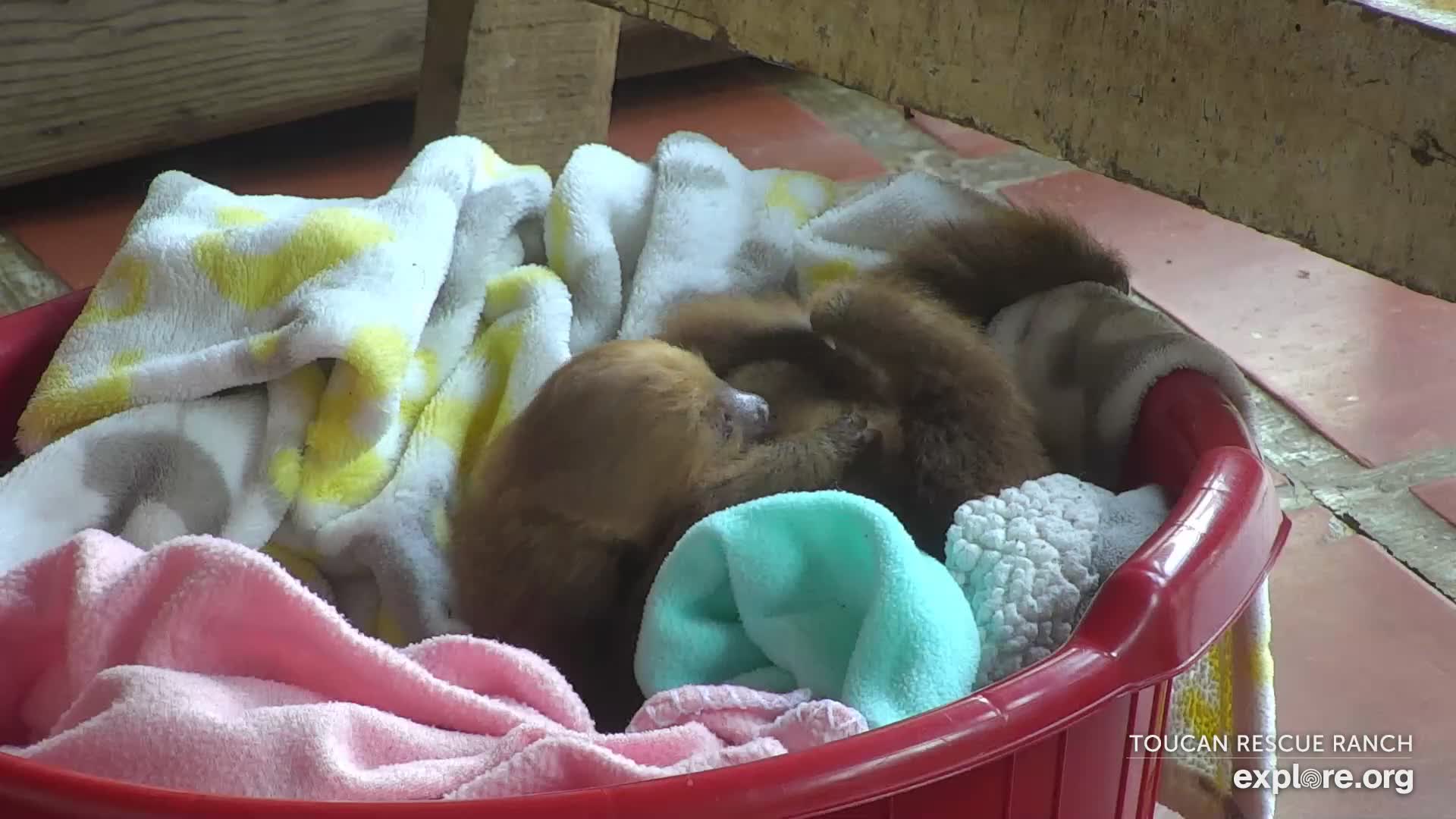 Sloth TV Snapshot taken by Lily | Explore.org