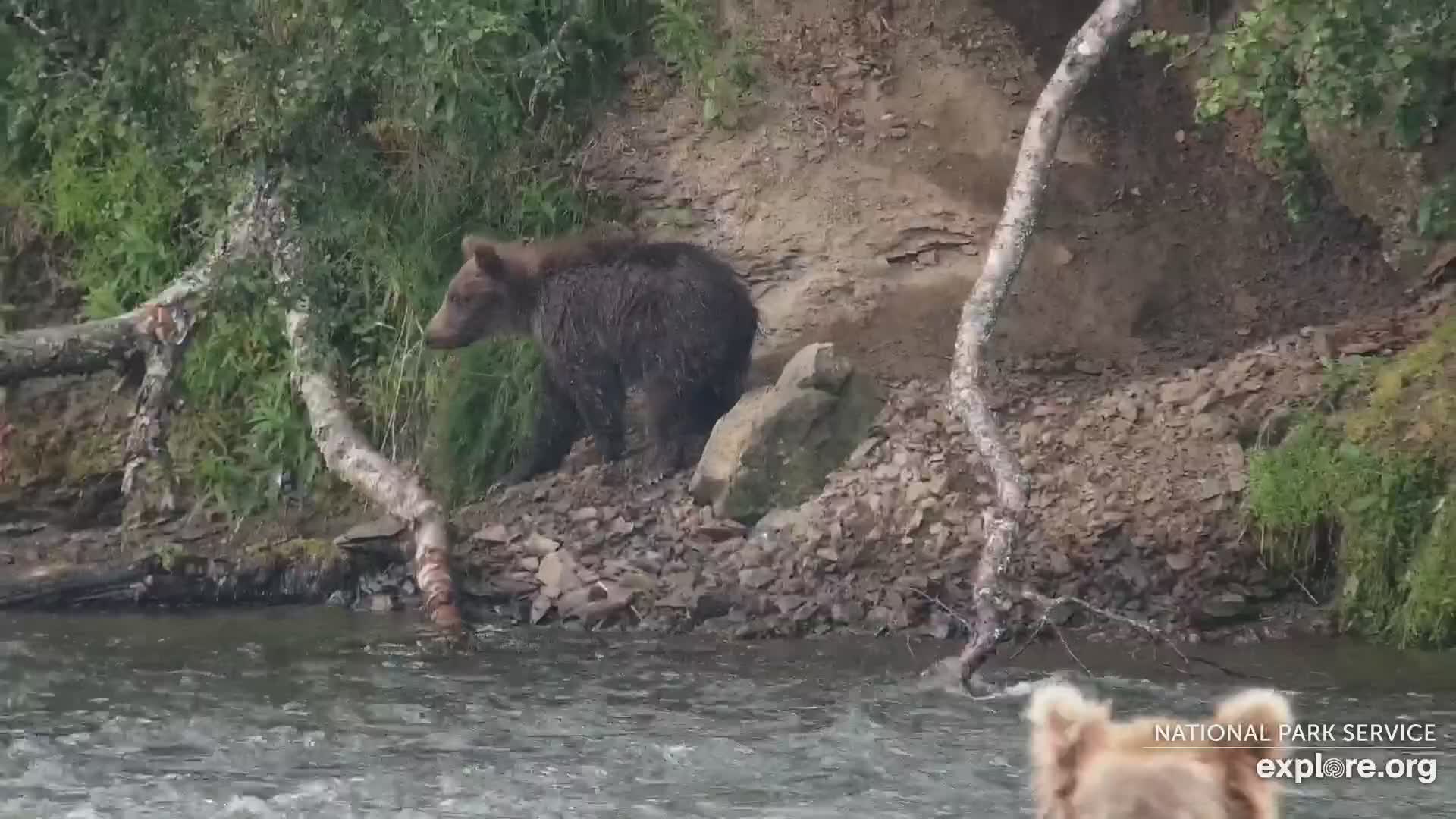 The Riffles Bear Cam Snapshot Taken By Zen Explore Org