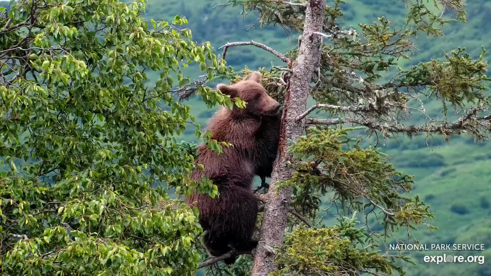 The Riffles Bear Cam Snapshot taken by Shadow_x777x-xGRAZERx | Explore.org