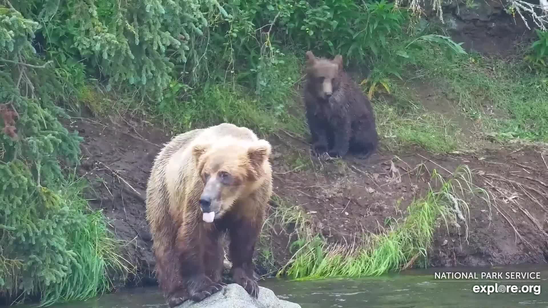 Brooks Falls Brown Bears Snapshot taken by BeCooper | Explore.org