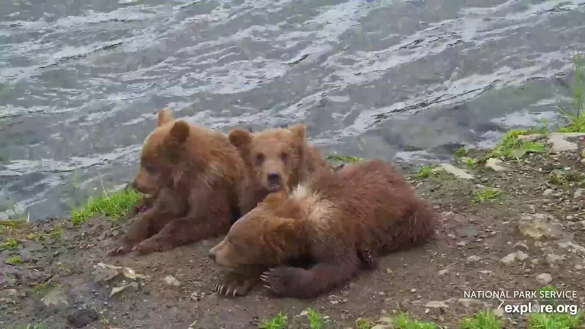 Brooks Falls Brown Bears Snapshot taken by SugarGmum21 | Explore.org