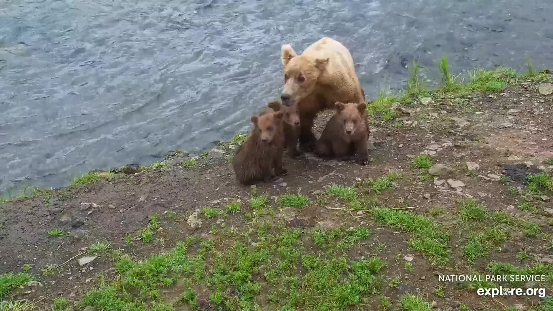 Brooks Falls Brown Bears Snapshot taken by MayTheBearsBeWithYou ...