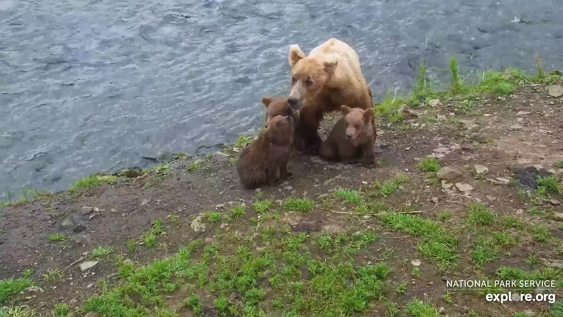 Brooks Falls Brown Bears Snapshot taken by MayTheBearsBeWithYou | Explore.org