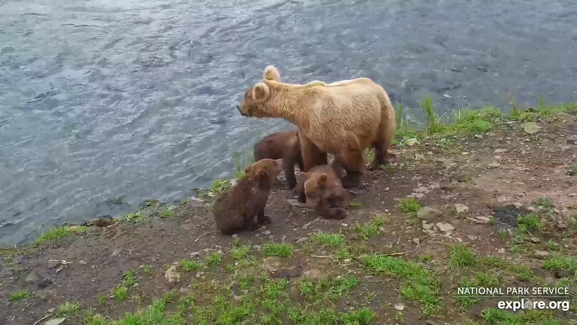 Brooks Falls Brown Bears Snapshot taken by Little Bean-273-519-910 ...