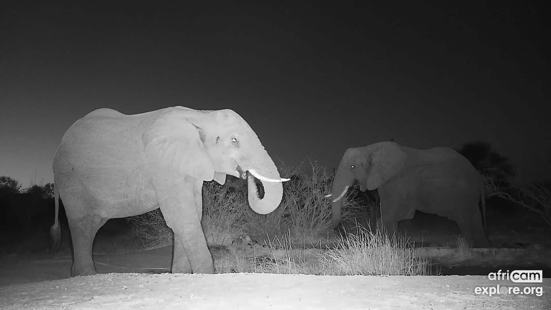 The Naledi Cat-EYE Snapshot taken by MsTea | Explore.org