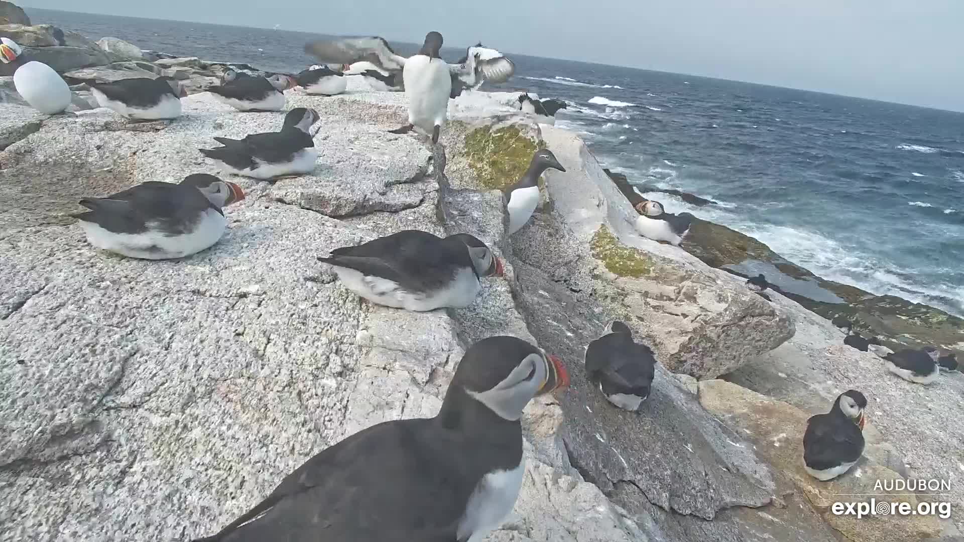 Puffin Loafing Ledge Snapshot taken by 🕊️Skybluesue | Explore.org