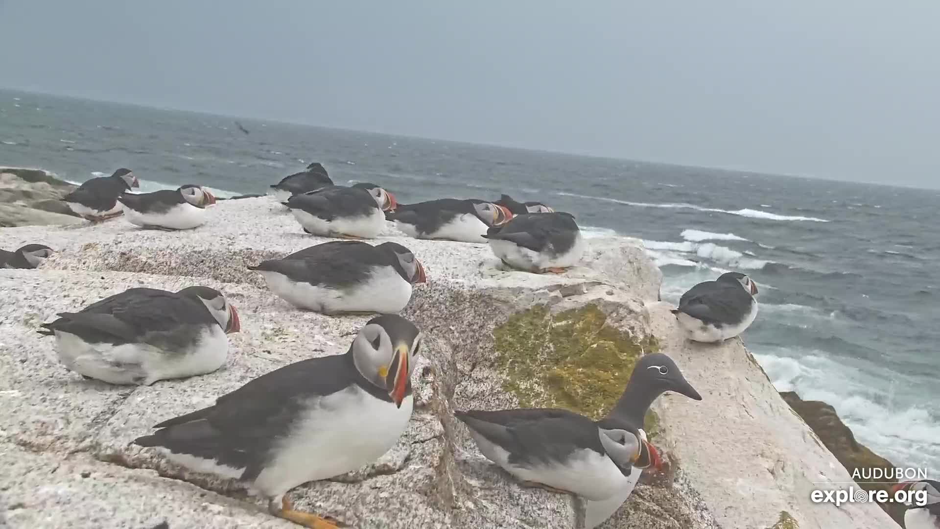Puffin Loafing Ledge Snapshot taken by Avocado | Explore.org