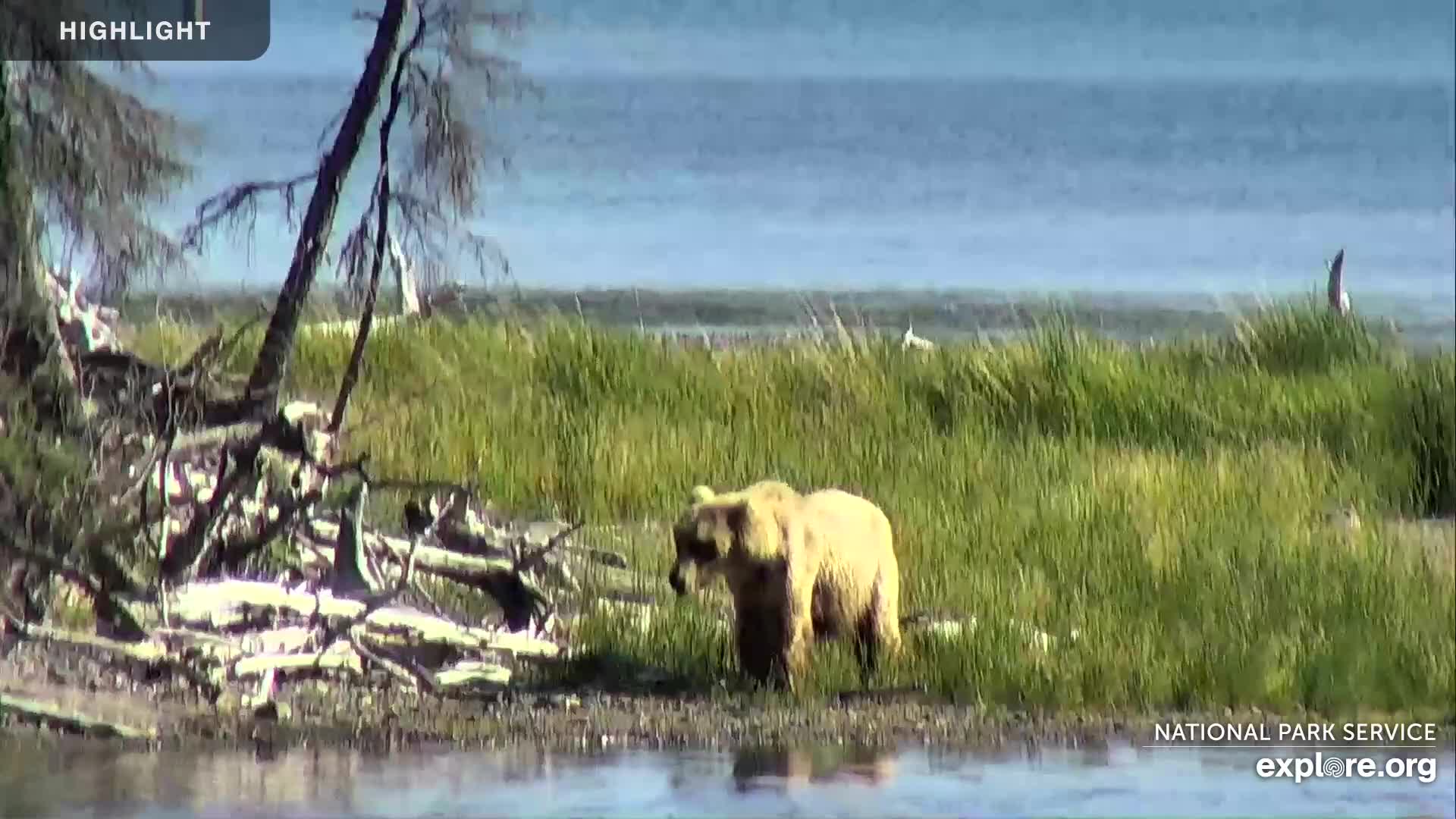 Kat's River View Snapshot taken by MayTheBearsBeWithYou | Explore.org