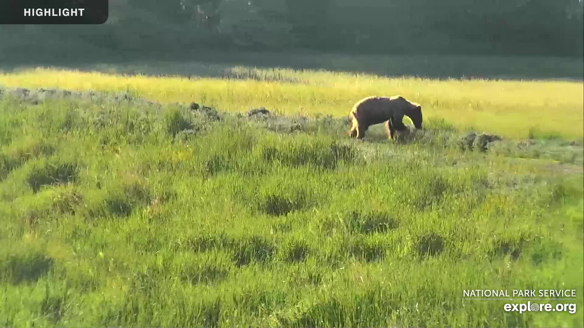 Kat's River View Snapshot taken by MayTheBearsBeWithYou | Explore.org