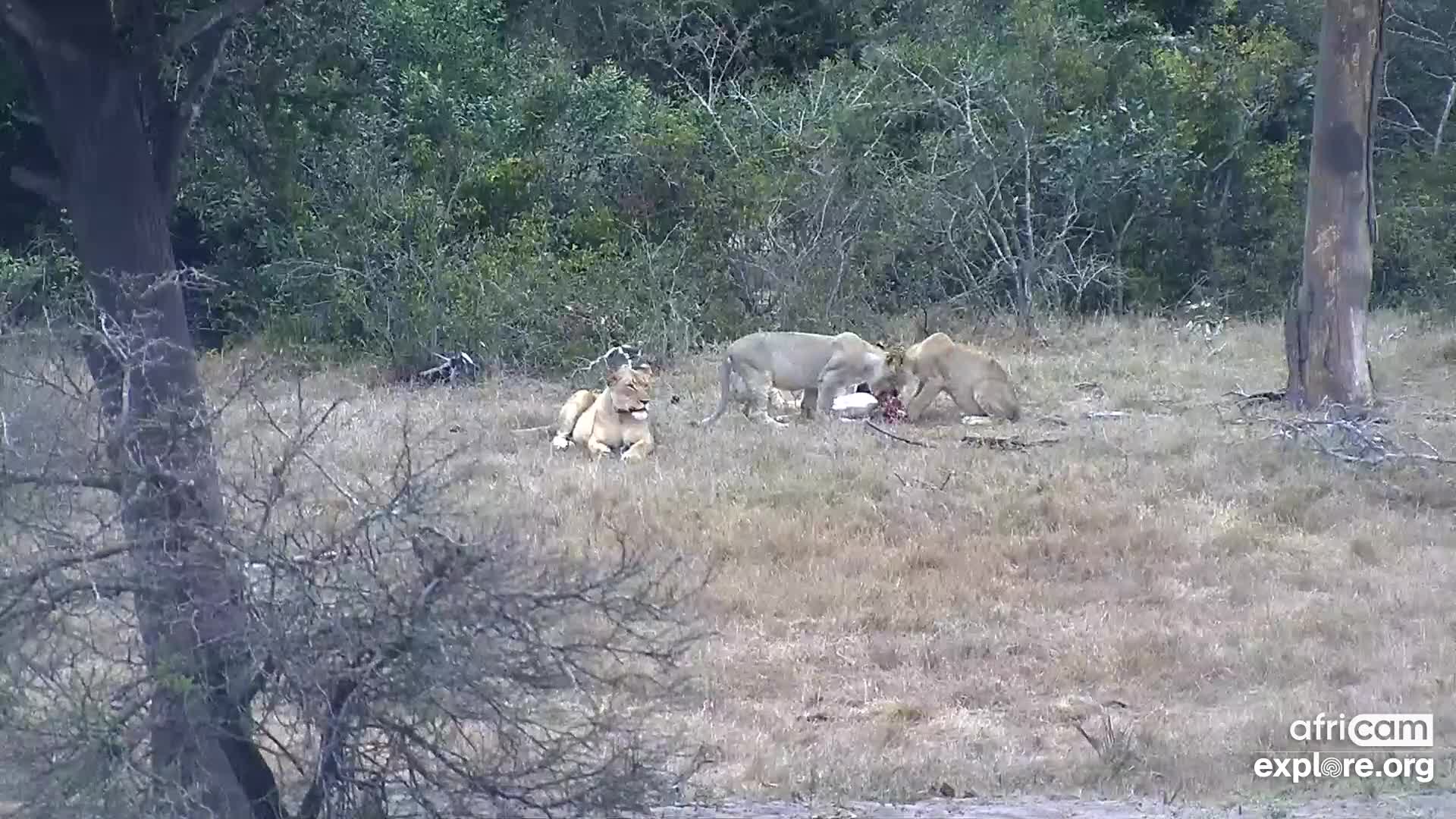 Tembe Elephant Park Snapshot taken by Stone | Explore.org