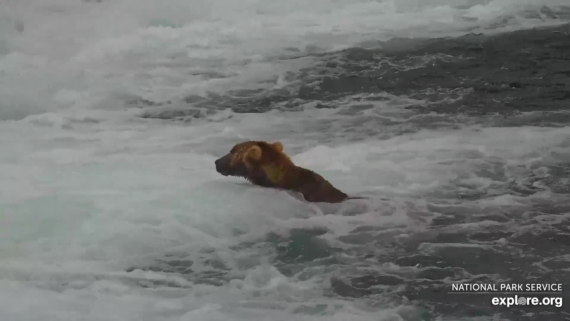 Disqus - Brown Bear Cam - Brooks Falls in Katmai National Park ...