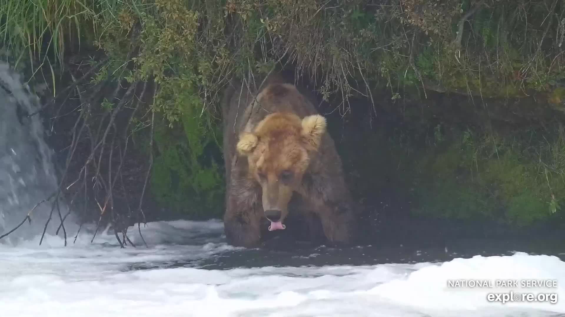 Disqus - Brown Bear Cam - Brooks Falls in Katmai National Park ...