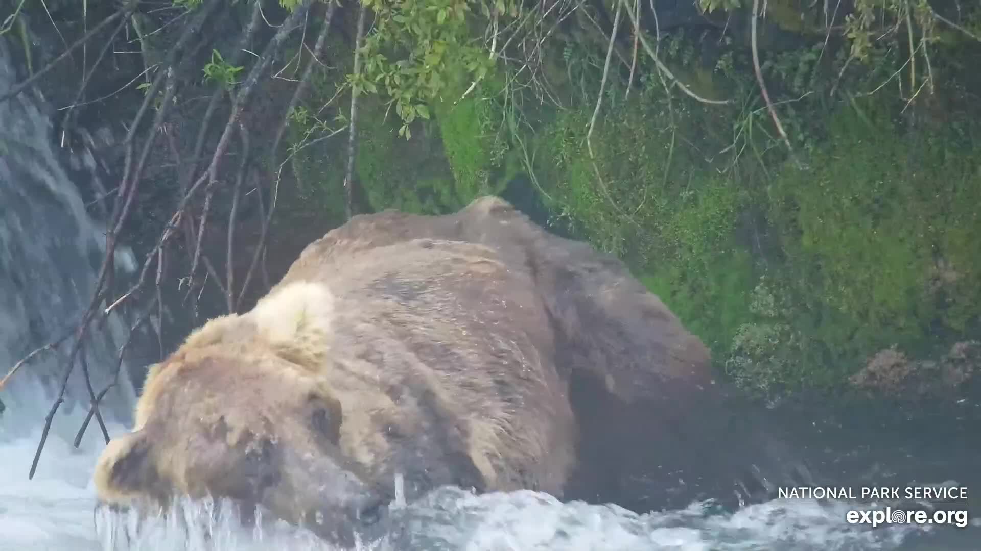 Disqus - Brown Bear Cam - Brooks Falls in Katmai National Park ...