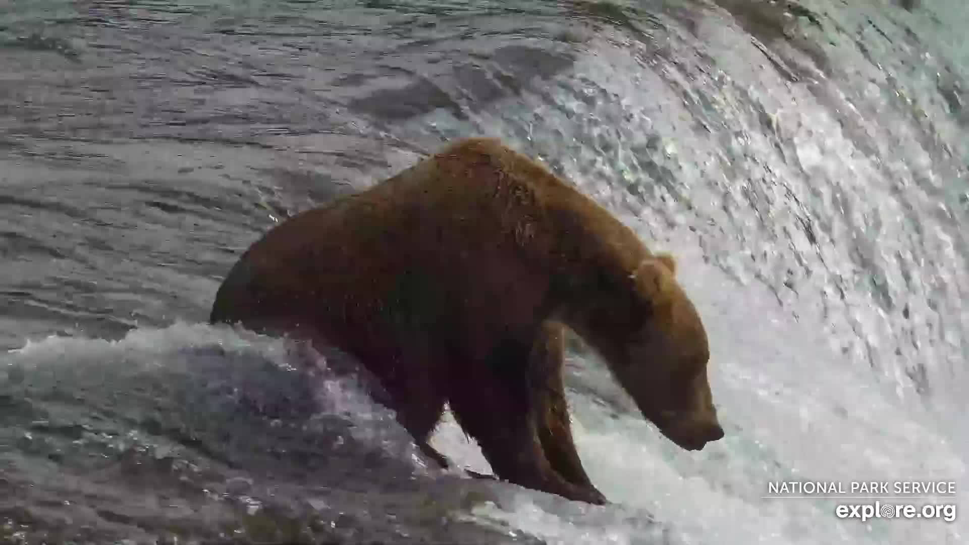 Disqus - Brown Bear Cam - Brooks Falls in Katmai National Park ...